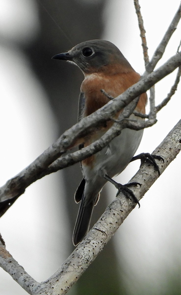 ML611812506 - Eastern Bluebird - Macaulay Library