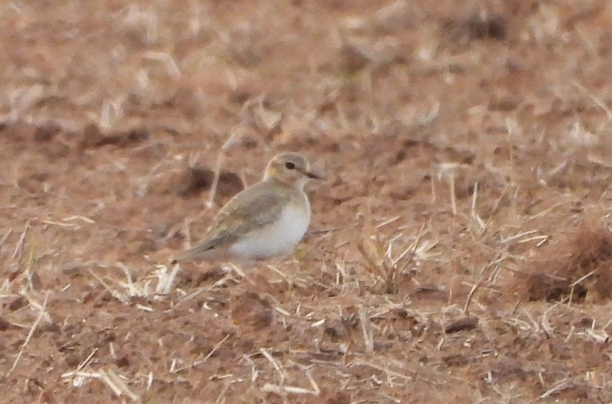 eBird Checklist - 2 Dec 2023 - Sentell Rd. - 7 species