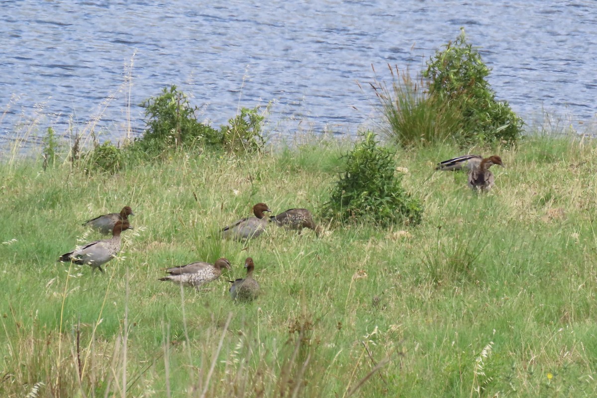 eBird Australia Checklist - 3 Dec 2023 - Point Hut Road dam (Gordon ...