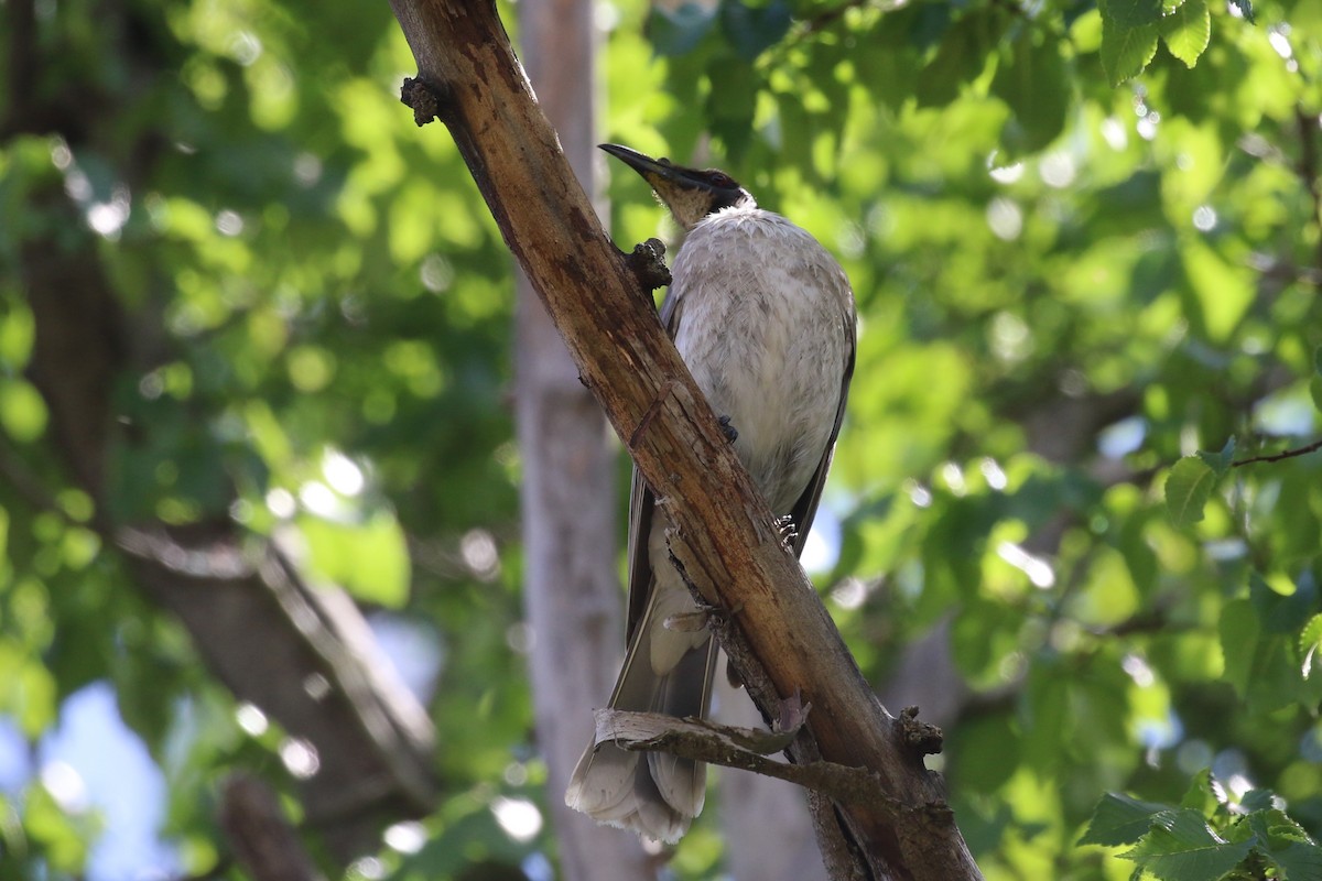 eBird Australia Checklist - 3 Dec 2023 - Point Hut Crossing and Picnic ...