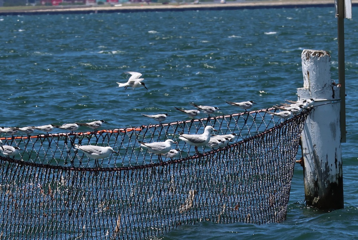 eBird Australia Checklist - 3 Dec 2023 - Common Tern Site - 5 species