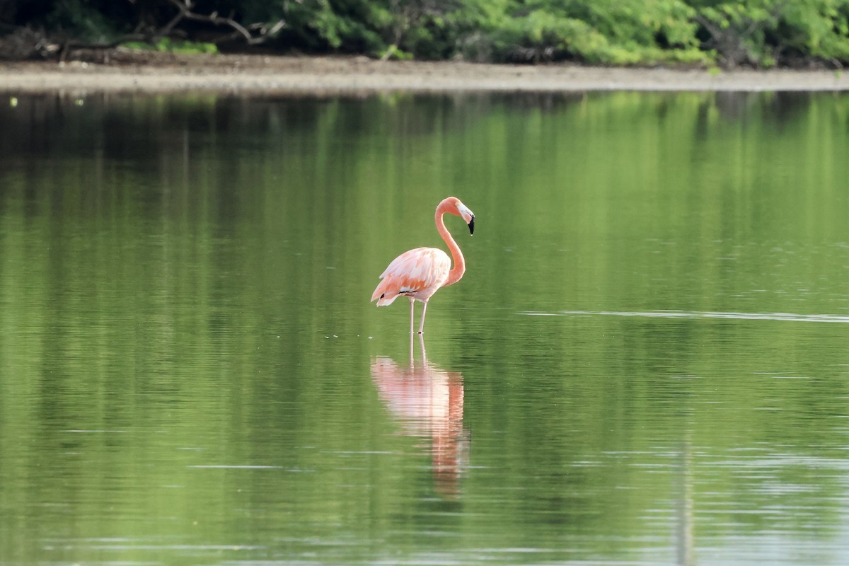eBird Checklist - 27 Nov 2023 - Las Salinas - 27 species (+1 other taxa)
