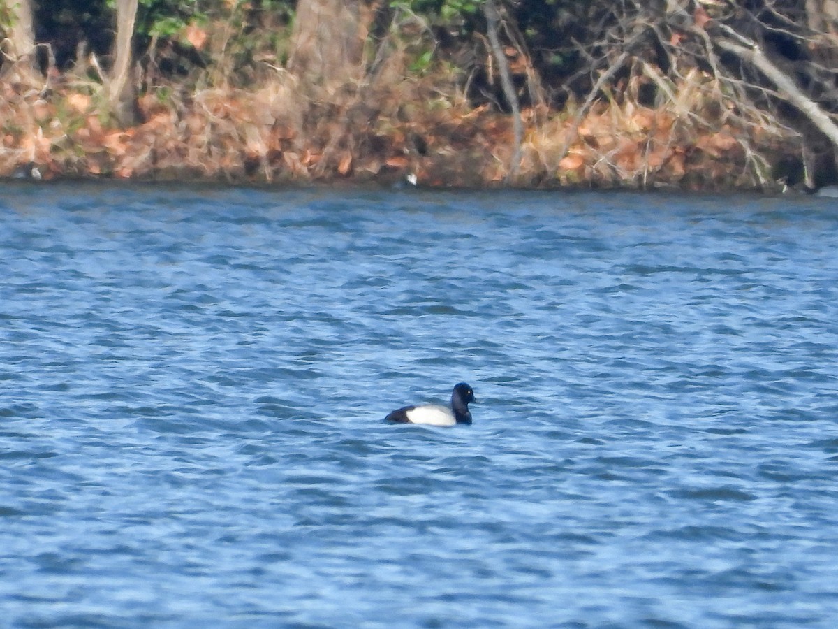 eBird Checklist - 2 Dec 2023 - Lake Fayetteville--Mulhollan Blind - 35 ...