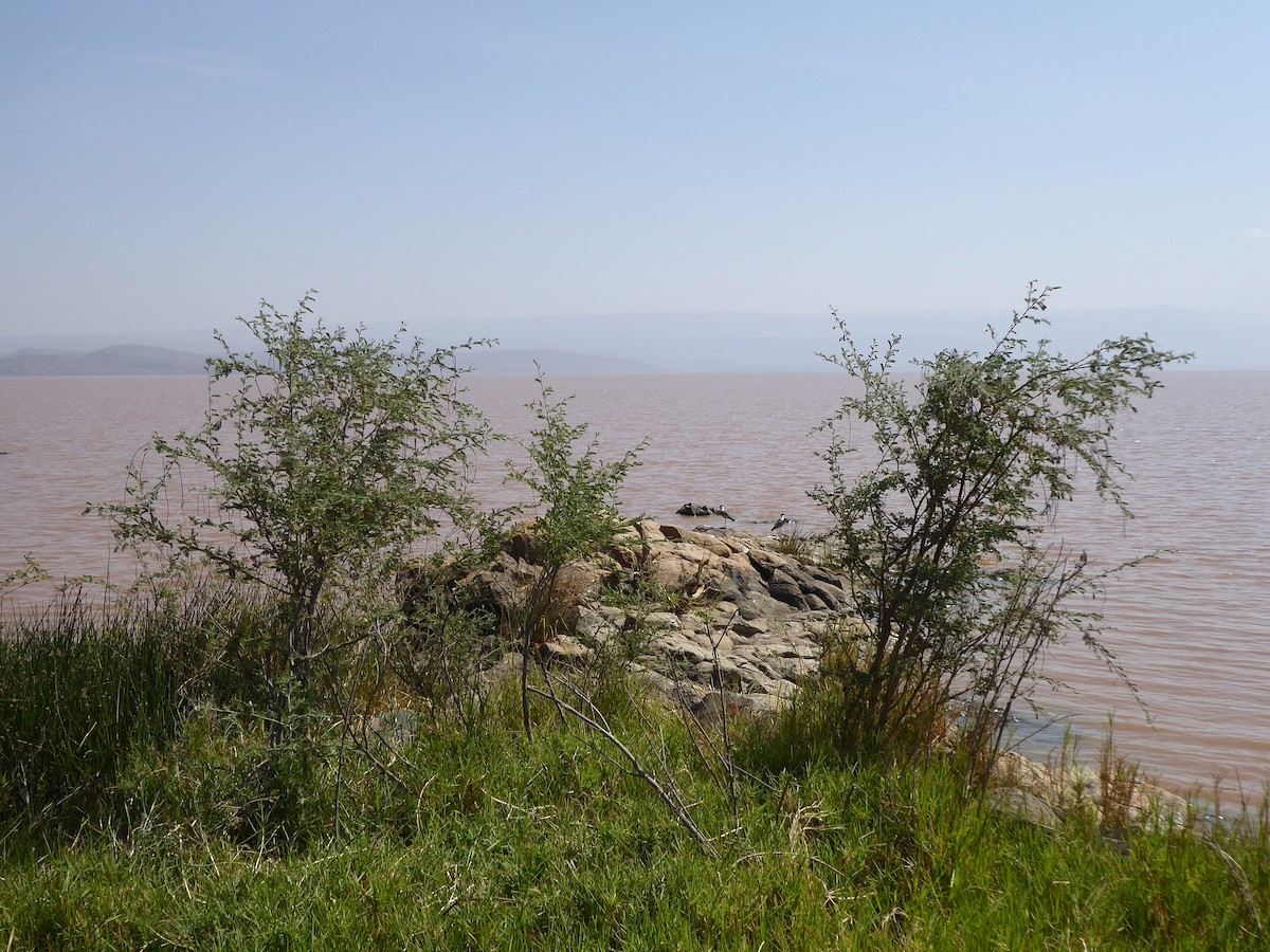 eBird Checklist - 27 Dec 2018 - Langano - 13 species