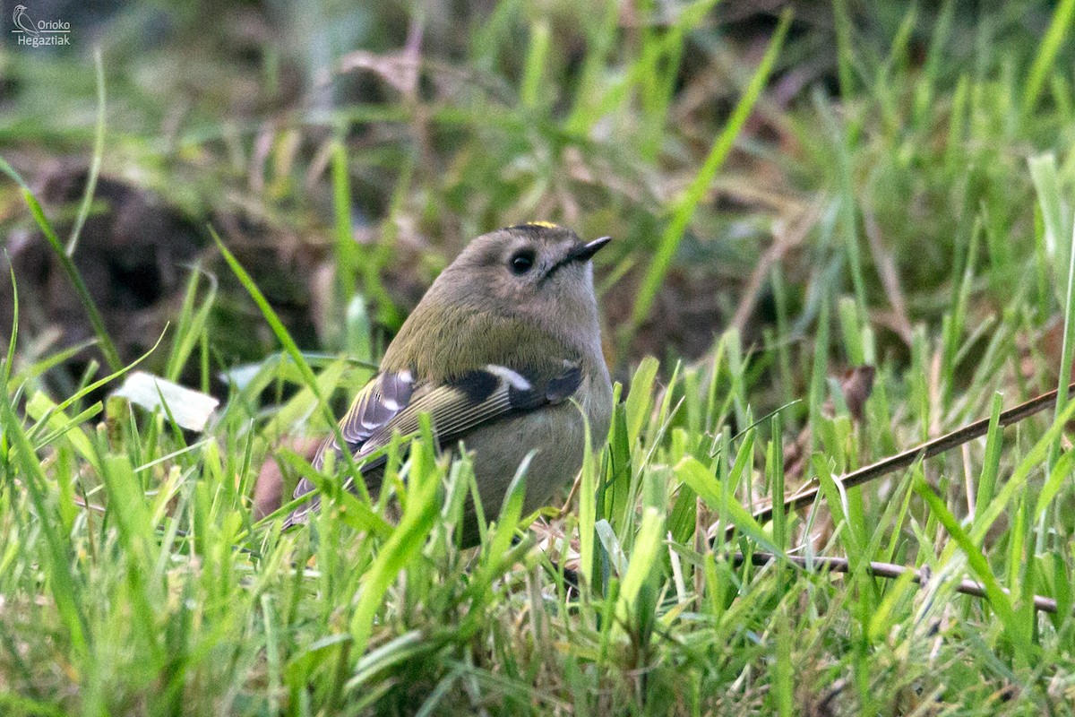 eBird Checklist - 3 Dec 2023 - Orio - 26 species (+2 other taxa)