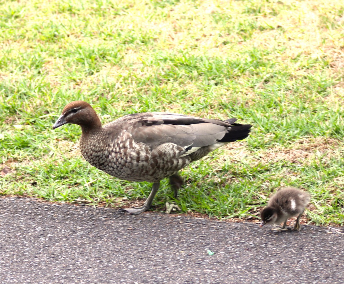 eBird Checklist - 3 Nov 2023 - Royal Botanic Gardens (Sydney) - 25 species eBird Checklist - 3 Nov 2023 - Royal Botanic Gardens (Sydney) - 25 species