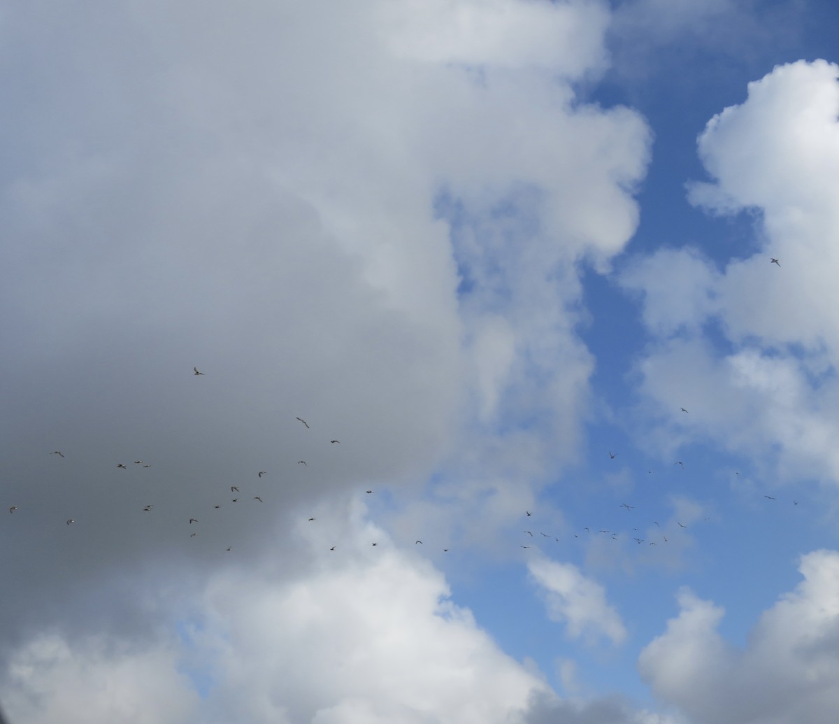 eBird Checklist - 3 Dec 2023 - Gladeview Rd. - 18 species