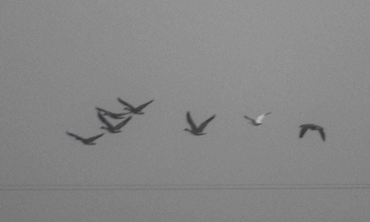 eBird Checklist - 3 Dec 2023 - 21050, Forest Hill US-MD (39.5676,-76. ...