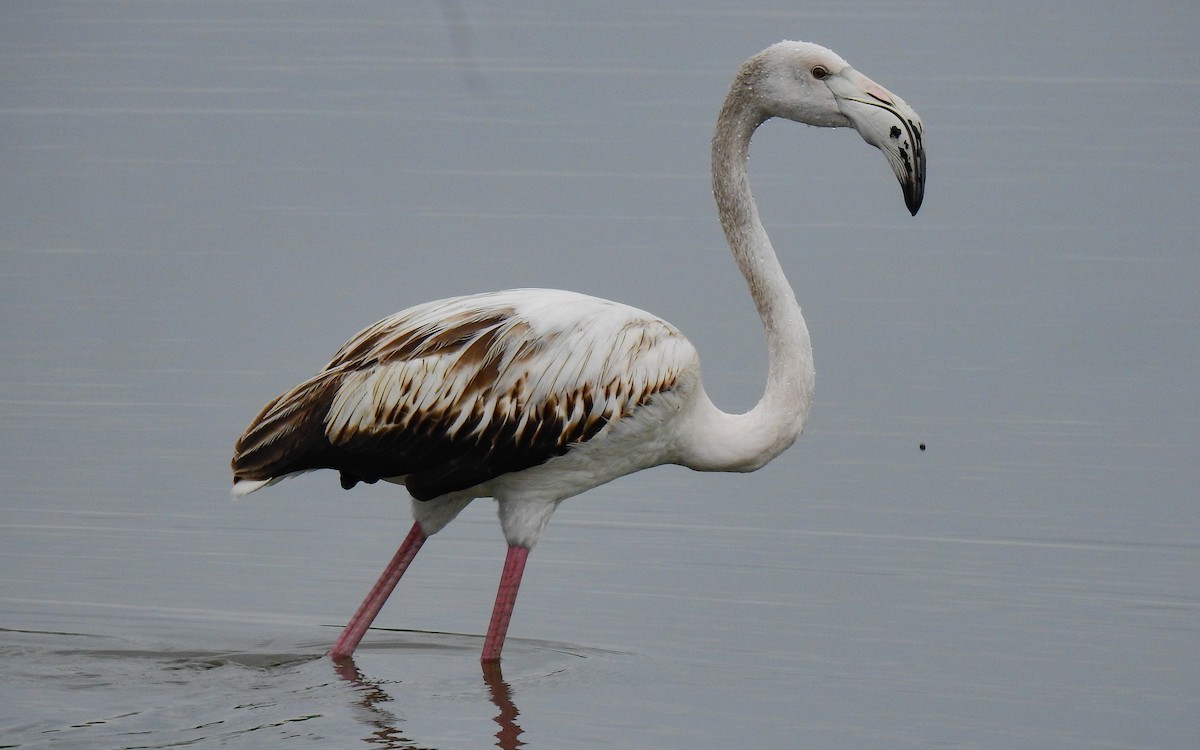 eBird Portugal Checklist - 3 Dec 2023 - Salinas do Samouco (acesso ...