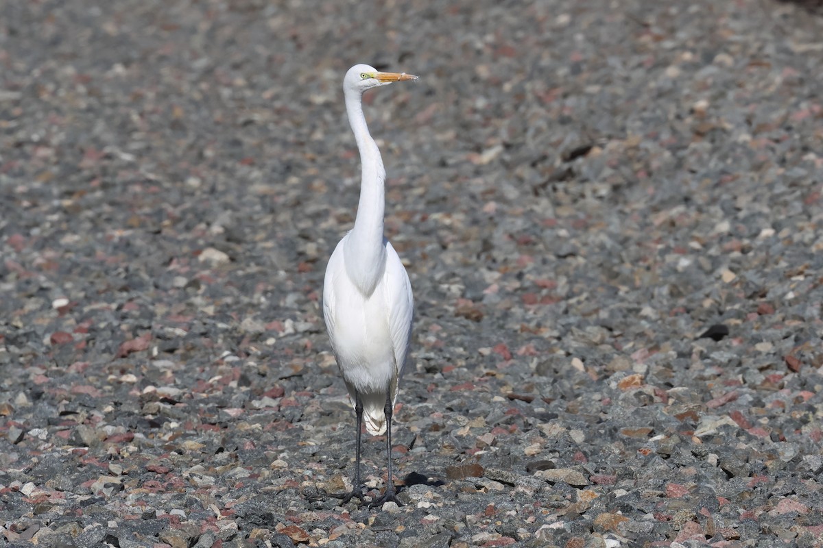 eBird Checklist - 3 Dec 2023 - Chrisanta Drive riparian (formerly La ...