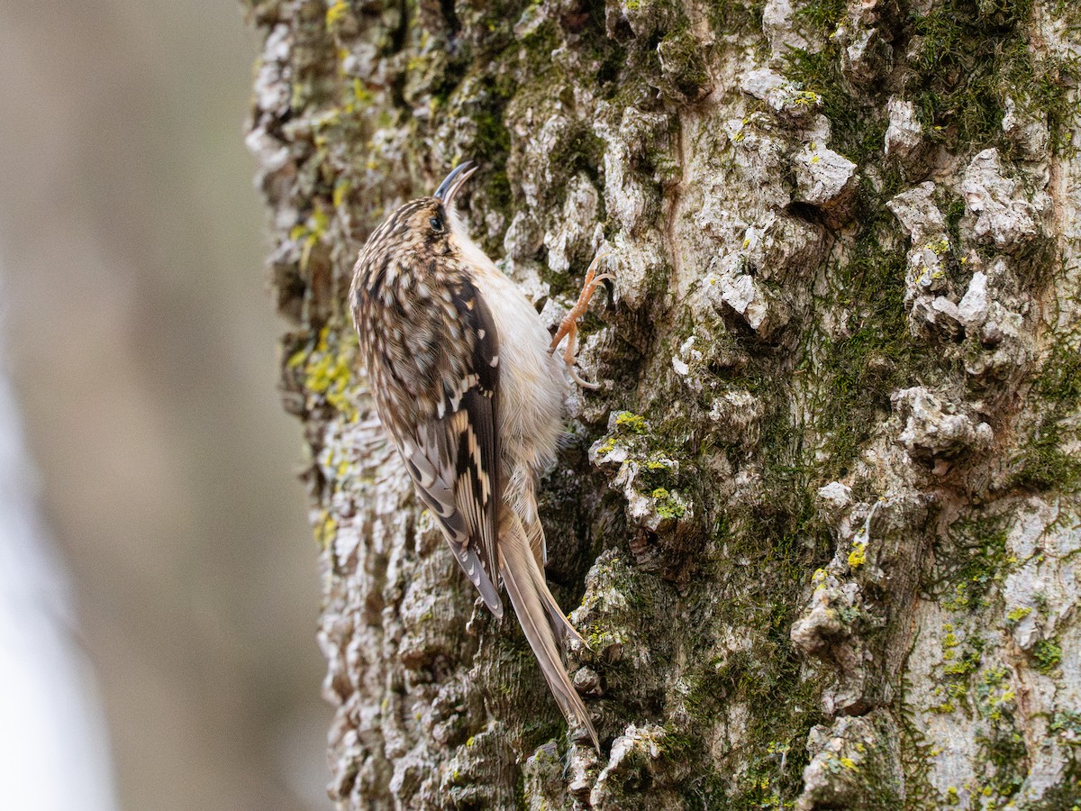 eBird Checklist - 3 Dec 2023 - Dodge Nature Center--Shepard Farm ...