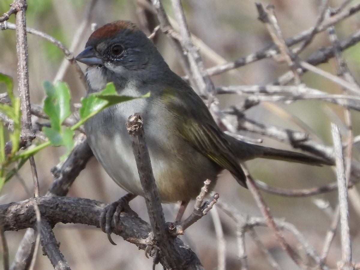 eBird Checklist - 26 Nov 2023 - Frank G. Bonelli RP/Puddingstone ...