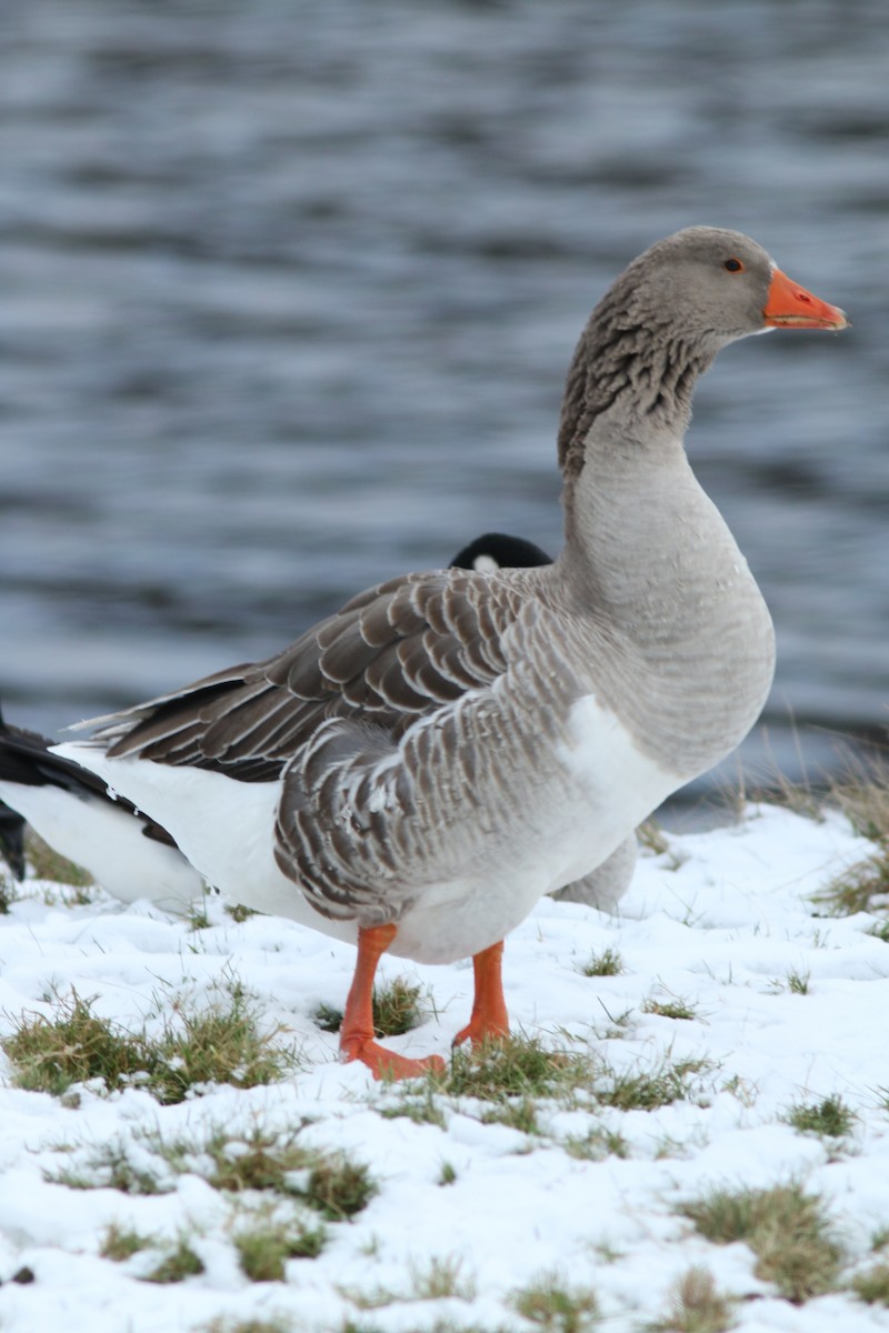 eBird Québec Checklist - 20 Nov 2023 - St-Louis-de-Blandford (Rang St ...