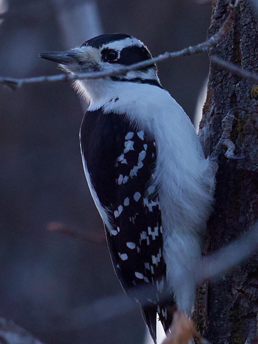 eBird Checklist - 3 Dec 2023 - Fish Creek PP--Shannon Terrace - 10 species
