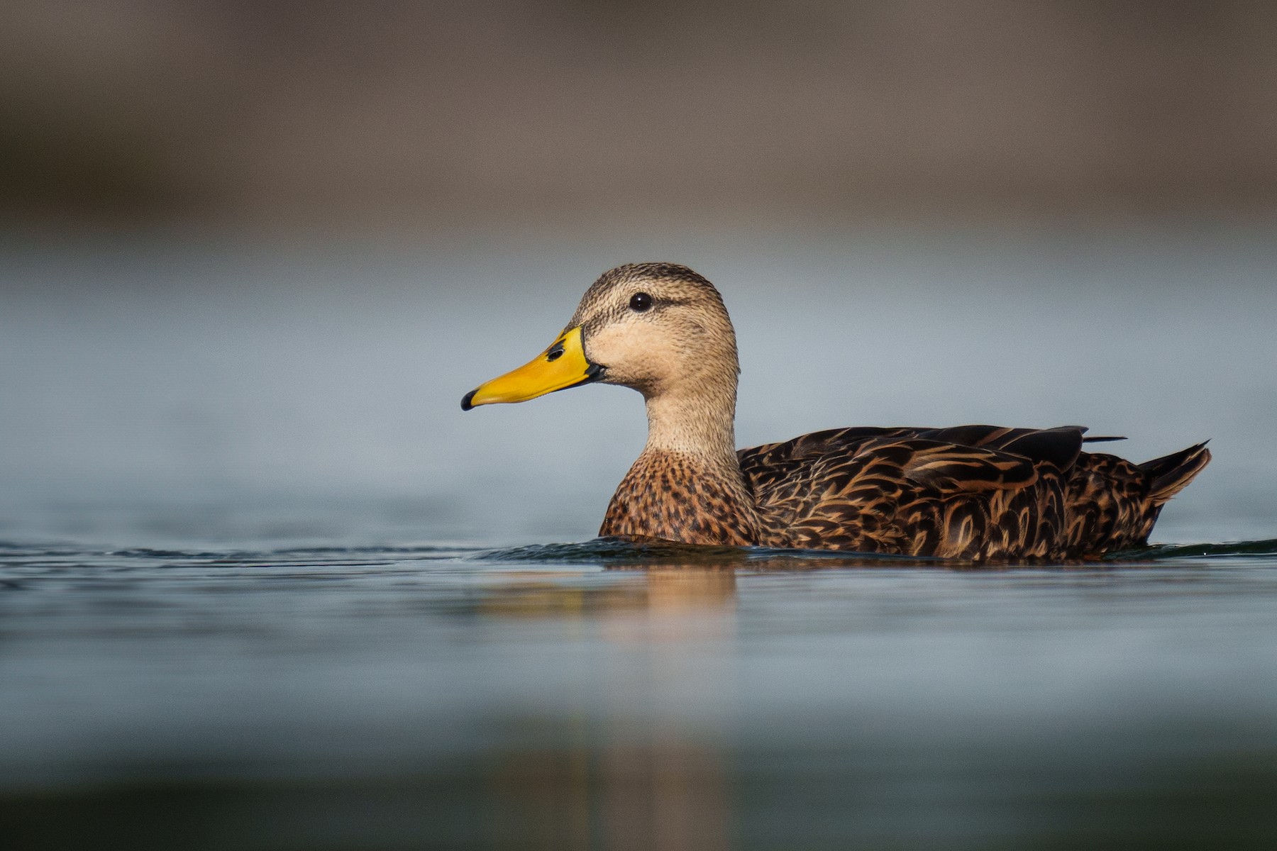 Mottled Duck (Florida) - eBird