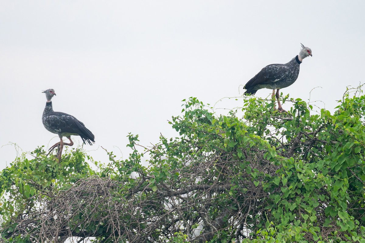 eBird Checklist - 23 Nov 2023 - Miranda--área rural - 36 species