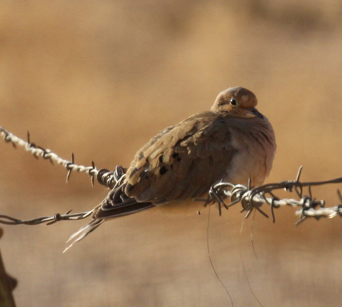 eBird Checklist - 29 Nov 2023 - Crosby Family Confluence Park - 18 species