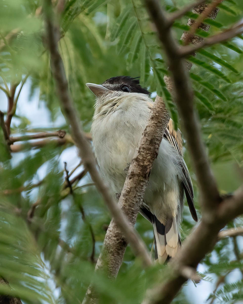 eBird Checklist - 3 Dec 2023 - Resaca de la Palma SP WBC (Brownsville ...