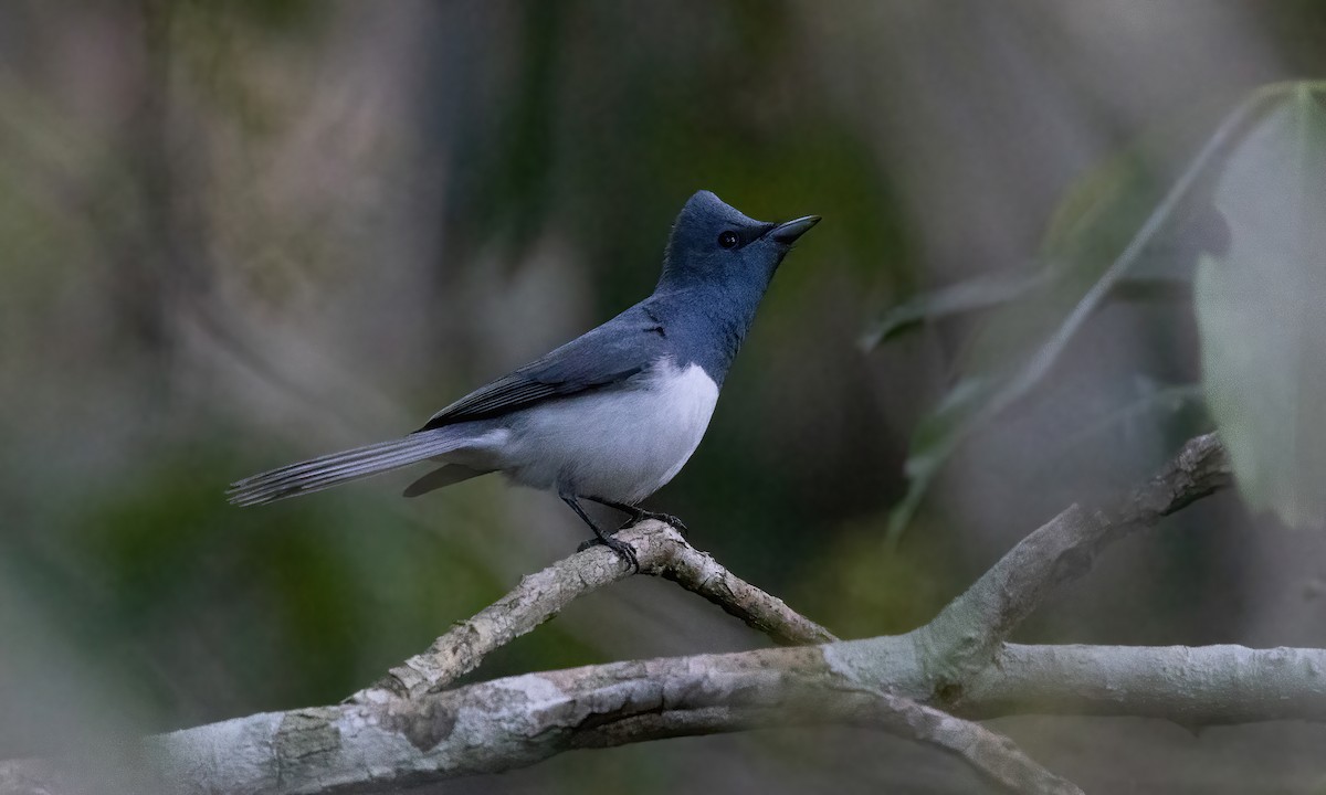 eBird Checklist - 4 Dec 2023 - Sweetwater Lodge (Julatten) (restricted ...