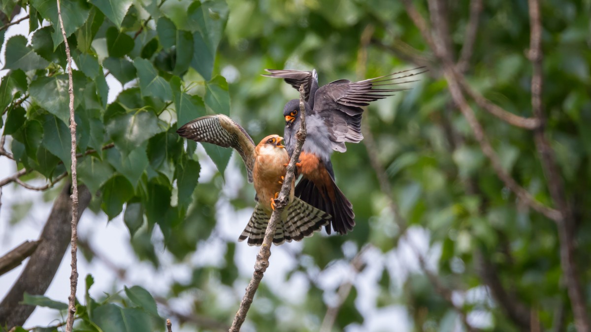 eBird Checklist - 8 May 2013 - Red-footed Falcon colony-Jusztus ...