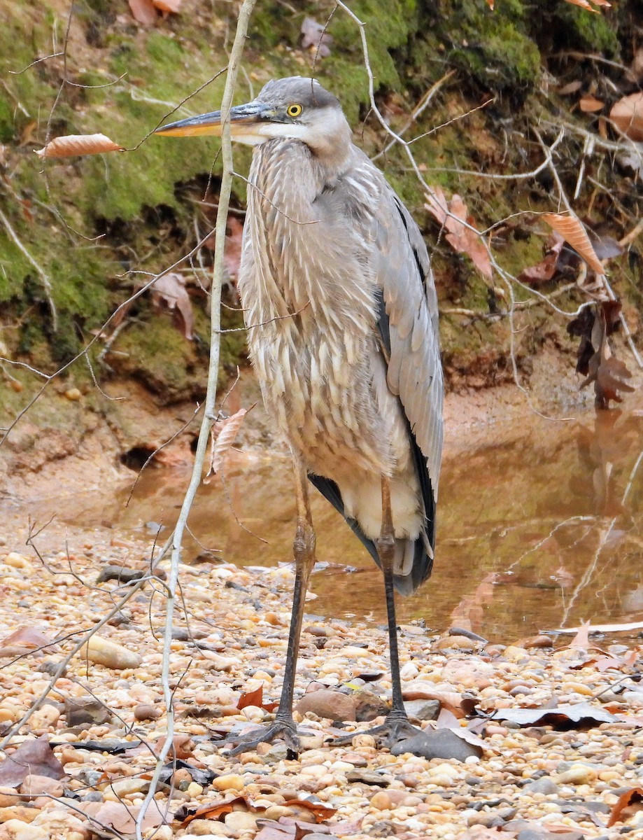 eBird Checklist - 4 Dec 2023 - Greenbelt Park - 19 species