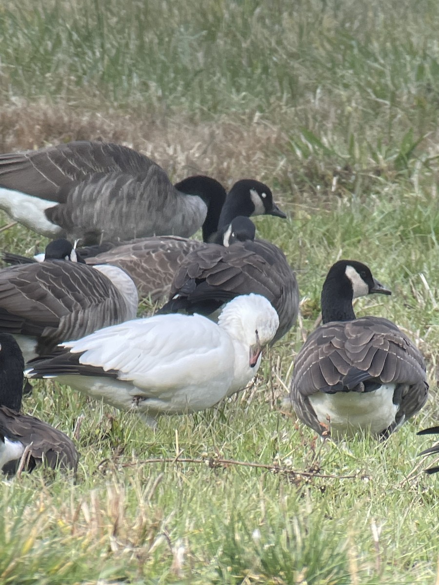 eBird Checklist - 4 Dec 2023 - Frying Pan Farm Park - 4 species