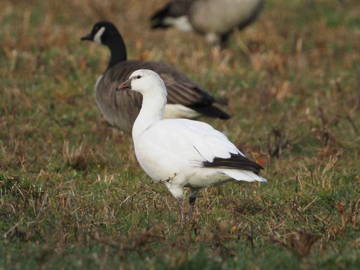 eBird Checklist - 4 Dec 2023 - Frying Pan Farm Park - 35 species