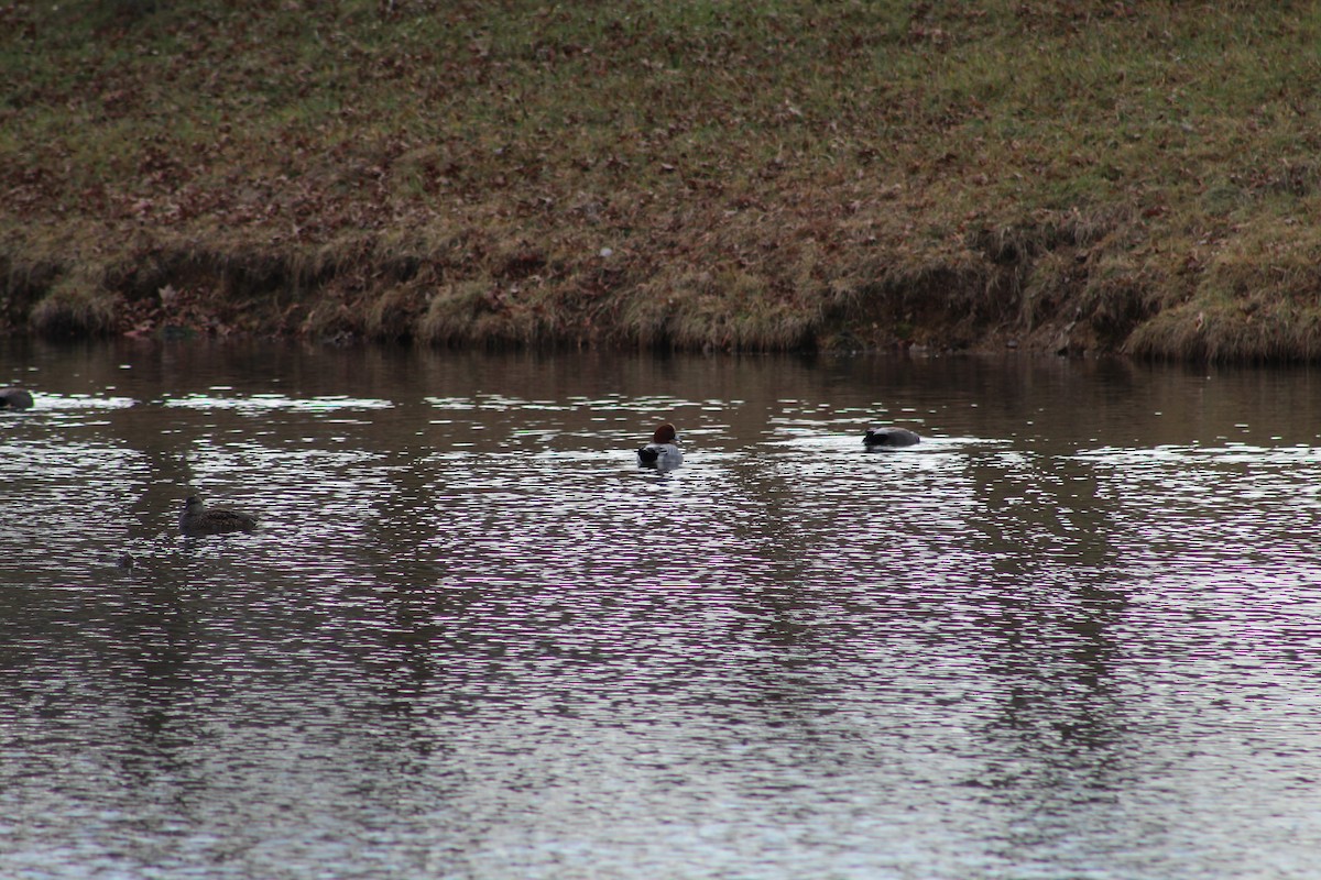 eBird Checklist - 4 Dec 2023 - McCormick's front pond - 6 species