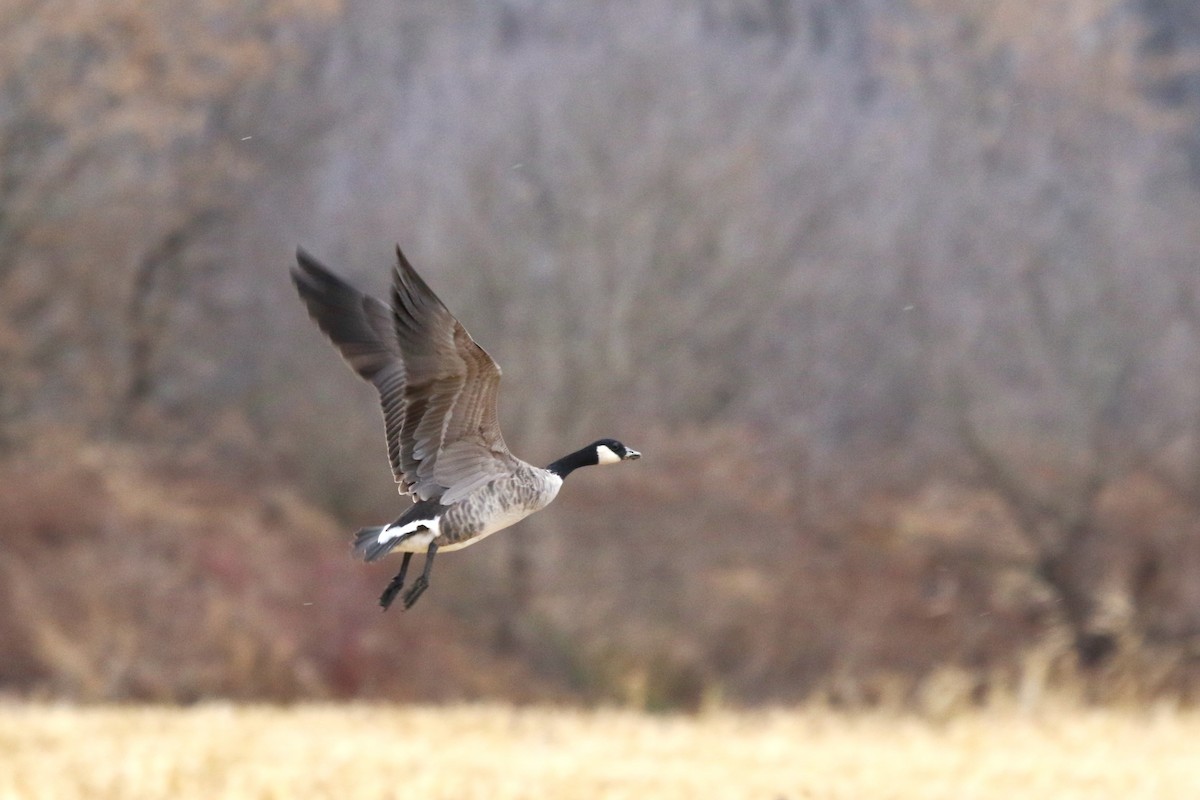 eBird Checklist - 4 Dec 2023 - Sarnia--Suncor Nature Way - 18 species