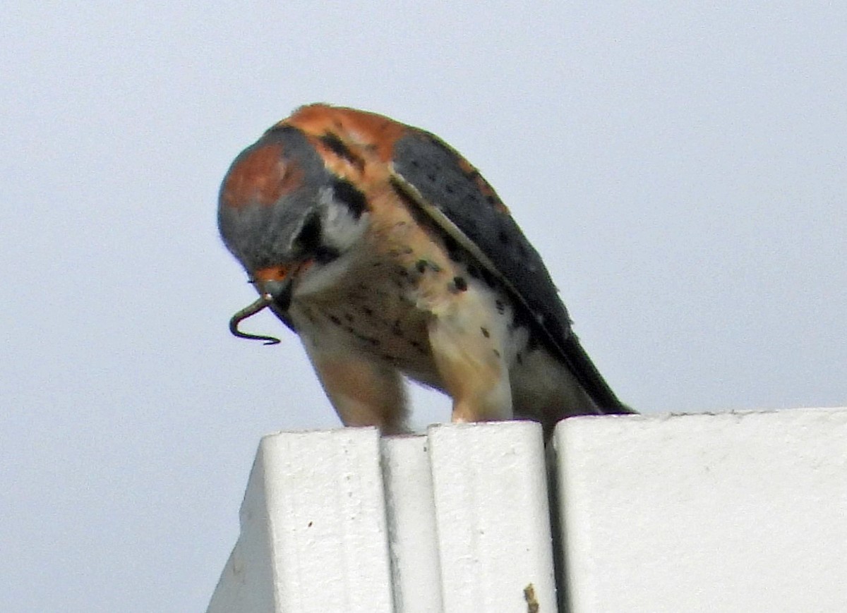 eBird Checklist - 4 Dec 2023 - Renaissance Commons - 6 species (+1 ...