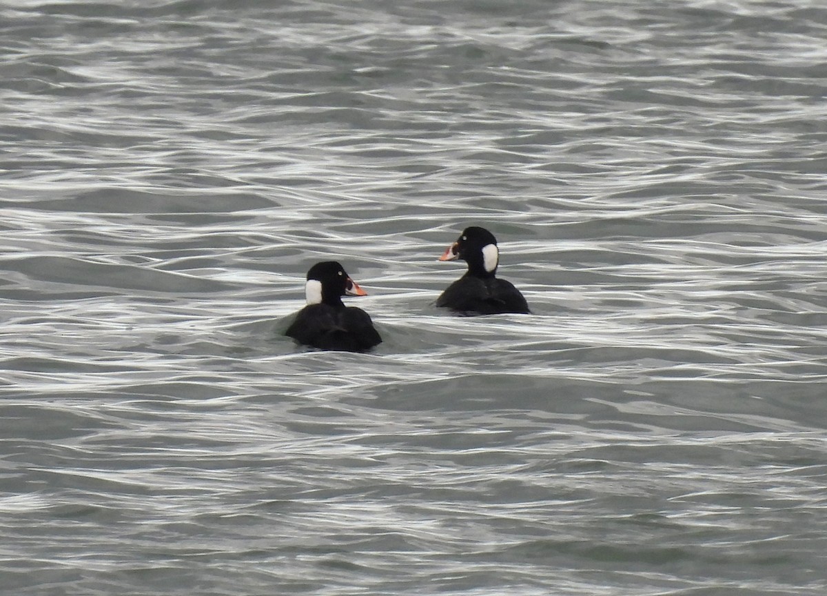 Mass Audubon eBird Checklist - 4 Dec 2023 - Black's Creek Mouth - 18 ...
