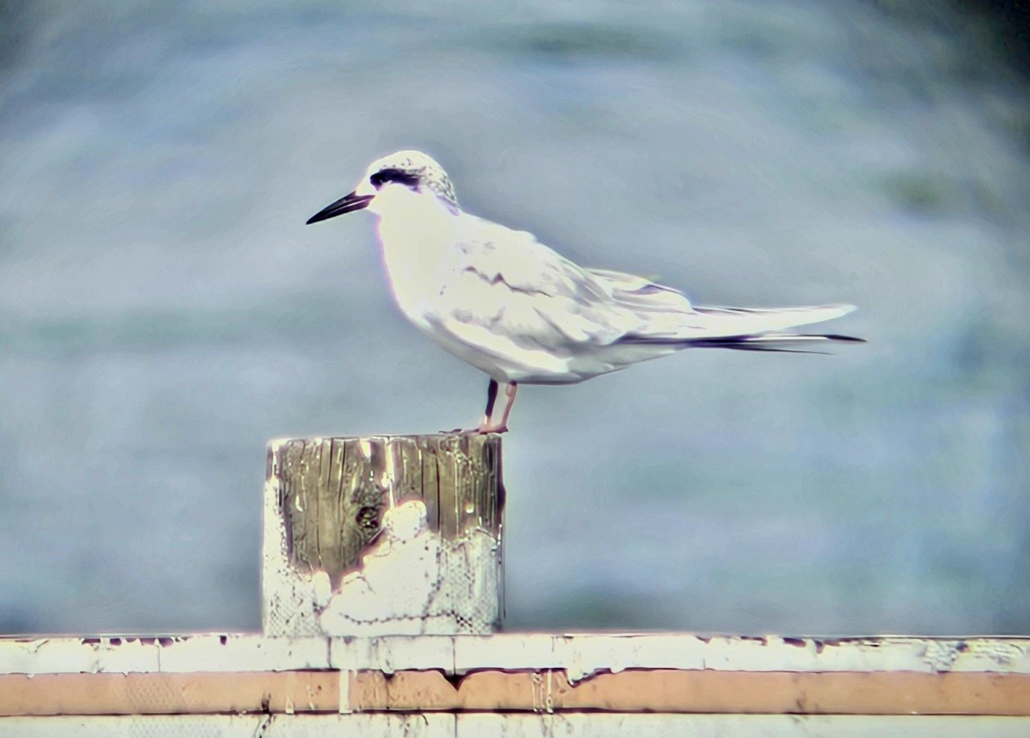 eBird Checklist - 4 Dec 2023 - Joe Overstreet Rd. and Landing - 52 species