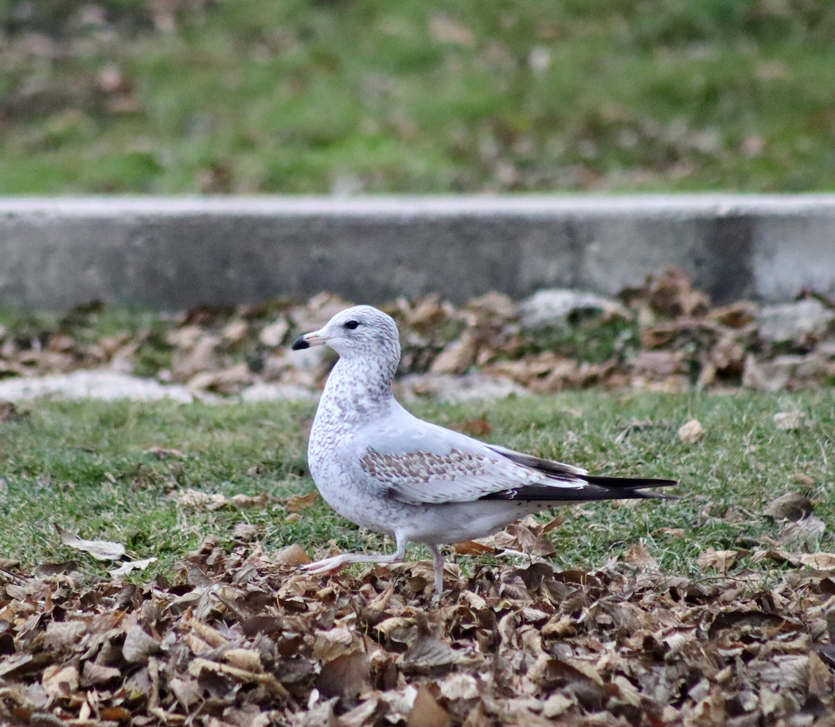 eBird Checklist - 4 Dec 2023 - Monroe Harbor, Chicago - 4 species (+2 ...