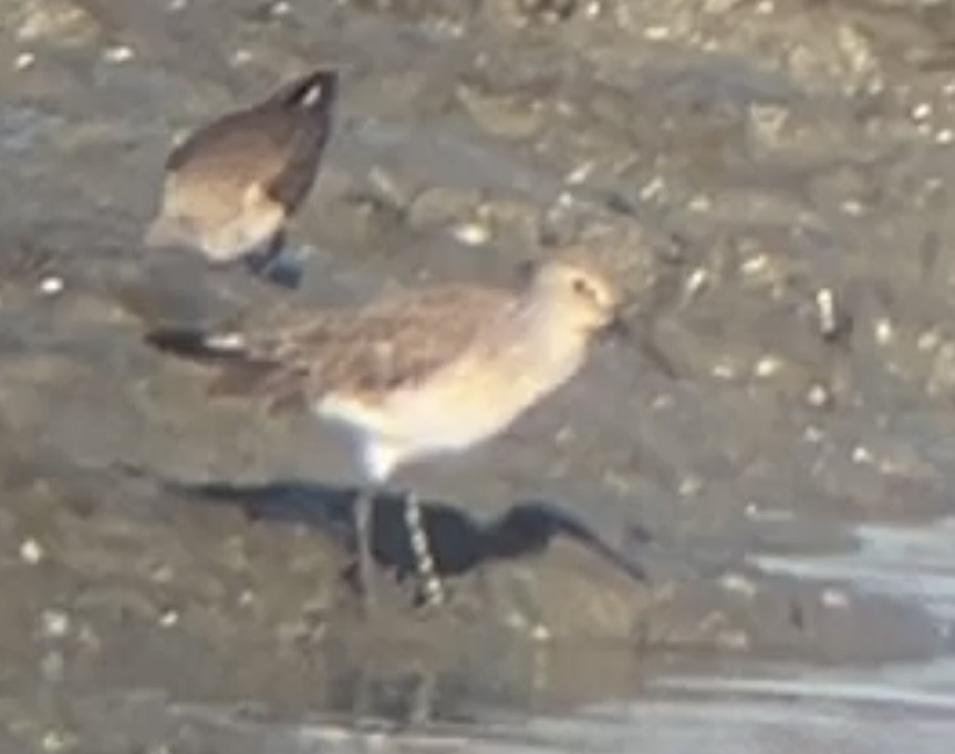 eBird Checklist - 4 Dec 2023 - Palo Alto Baylands - 32 species (+1 ...