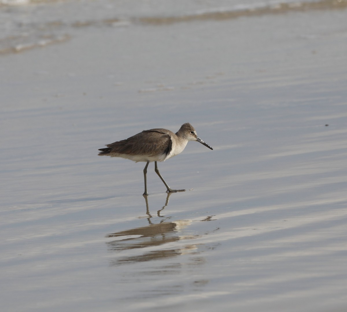 eBird Checklist - 4 Dec 2023 - Frank Rendon Park/Daytona Beach Shores ...