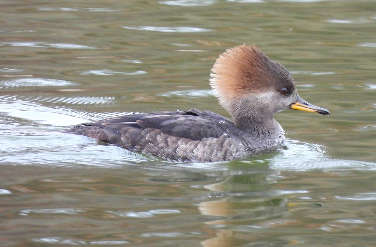 eBird Checklist - 4 Dec 2023 - Twin Lakes Recreation Area - 30 species
