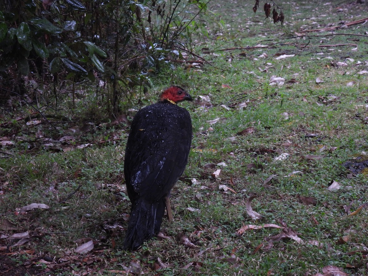 eBird Checklist - 2 Dec 2023 - Gloucester Tops - 113 species (+1 other ...