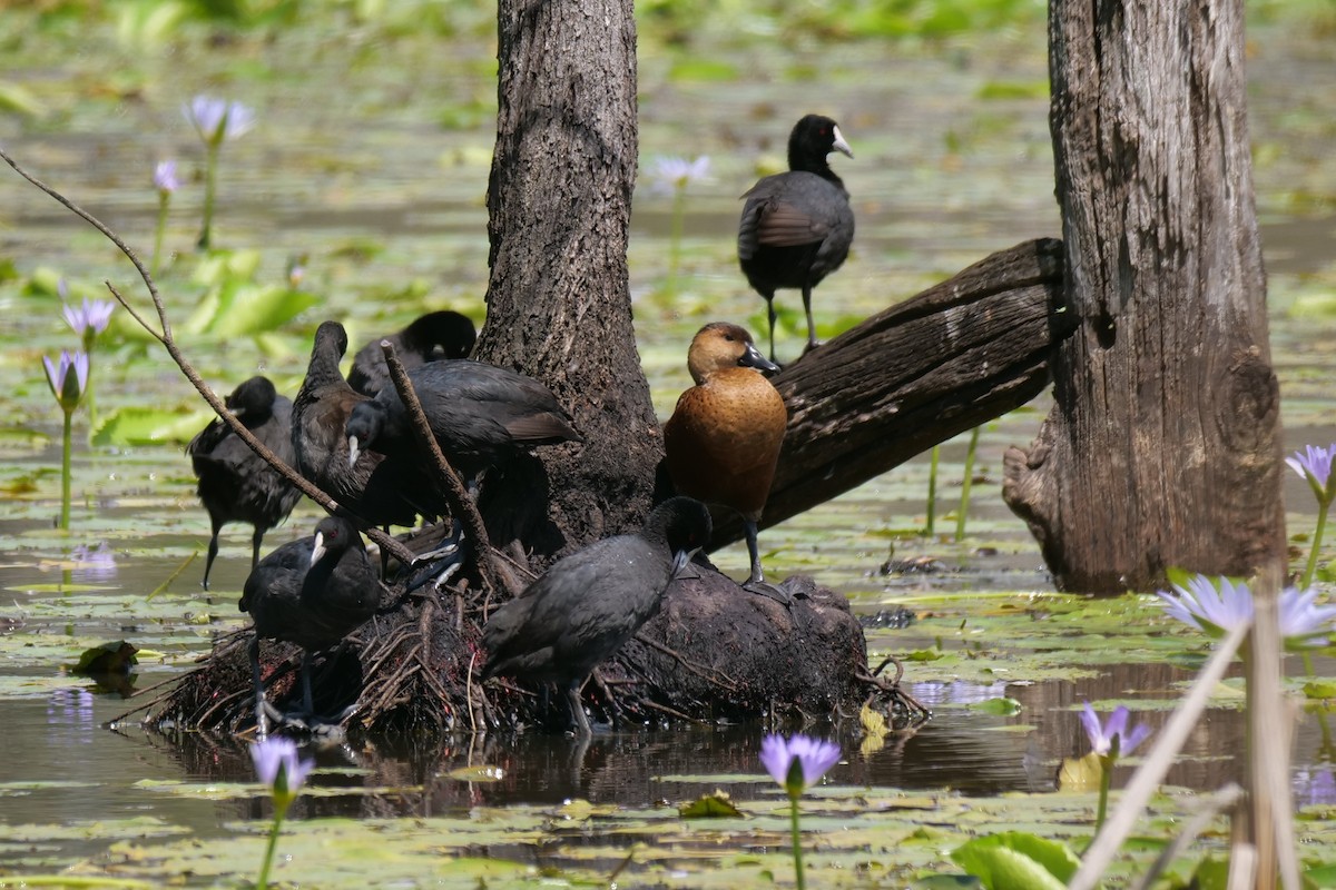 eBird Australia Checklist - 4 Dec 2023 - Cattai Wetlands - 50 species