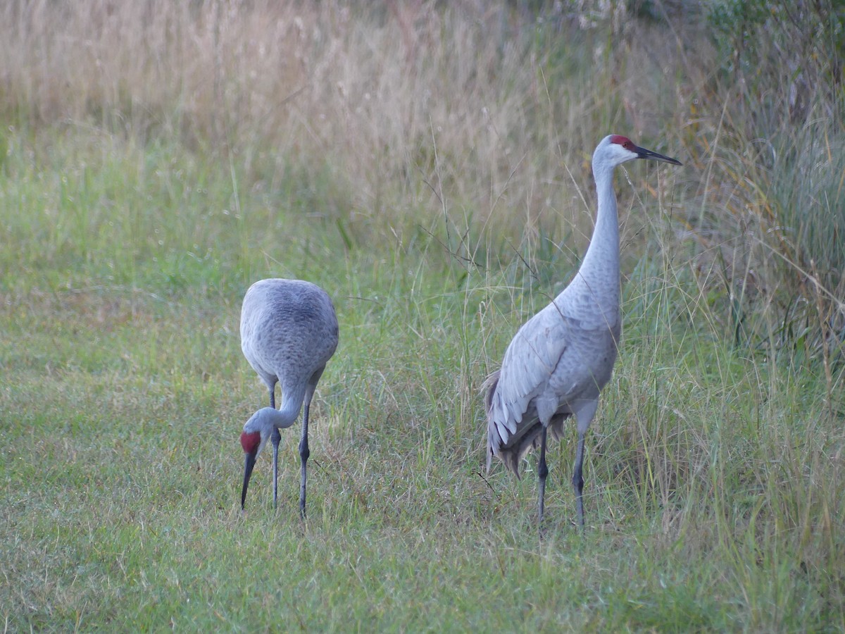 eBird Checklist - 5 Dec 2023 - Lake Woodruff NWR - 28 species