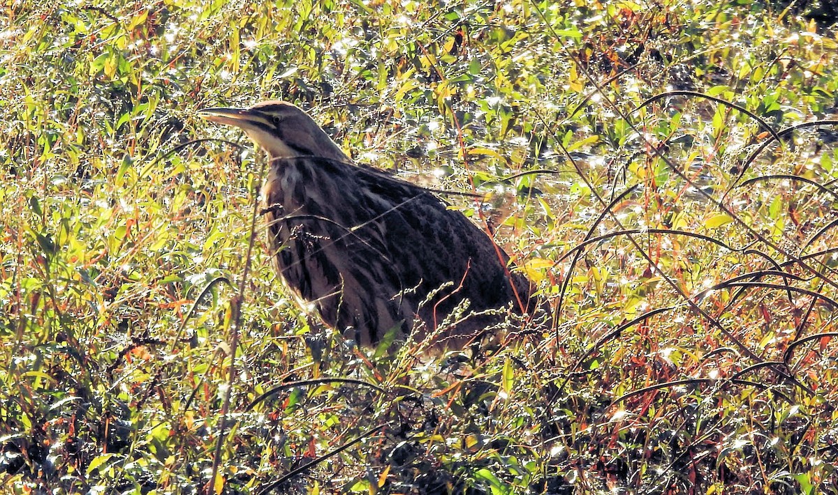 eBird Checklist - 5 Dec 2023 - Morris Frank Park - 32 species