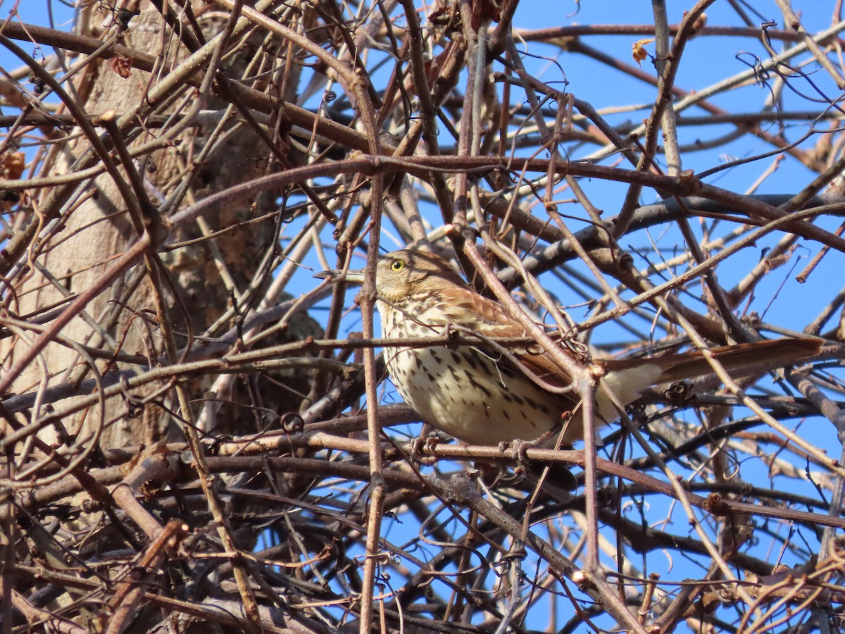 eBird Checklist - 5 Dec 2023 - Cornell Farm (TTOR) - 28 species