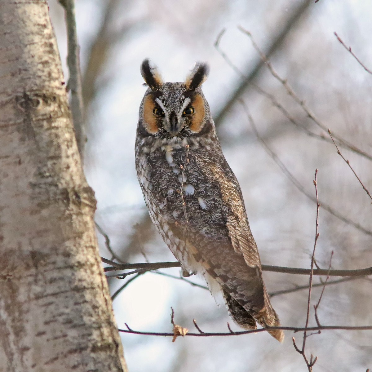 eBird Québec Checklist - 5 Dec 2023 - Boisé Du Bo - 15 species