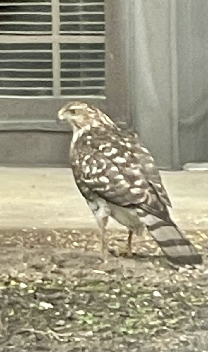 eBird Checklist - 3 Dec 2023 - 8214 Pfeiffer Farms Dr Byron Center MI ...