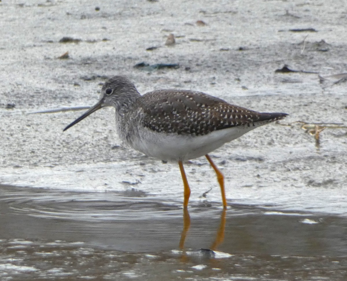 eBird Checklist - 5 Dec 2023 - Prince Edward Point NWA - 16 species (+2 ...
