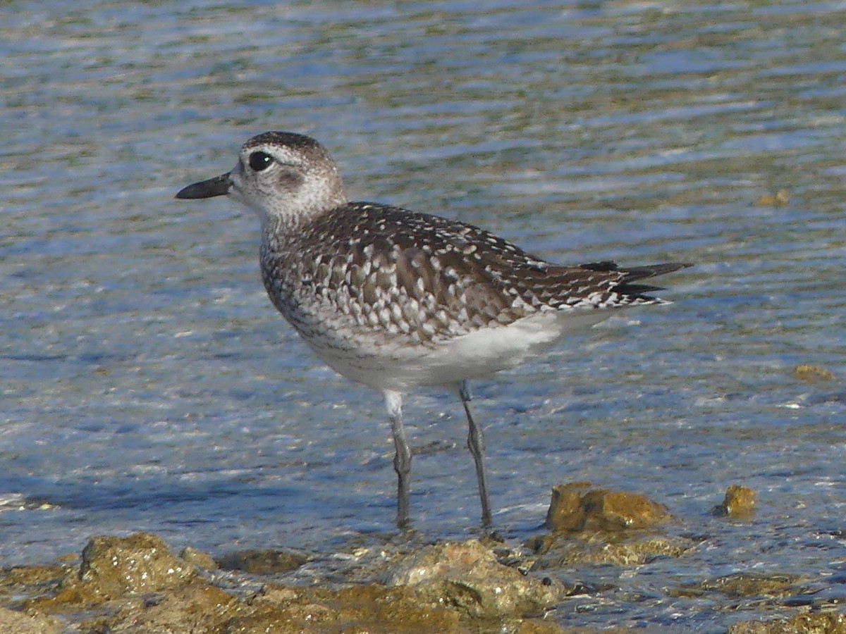 eBird Checklist - 5 Dec 2023 - Harry Harris County Park - 11 species