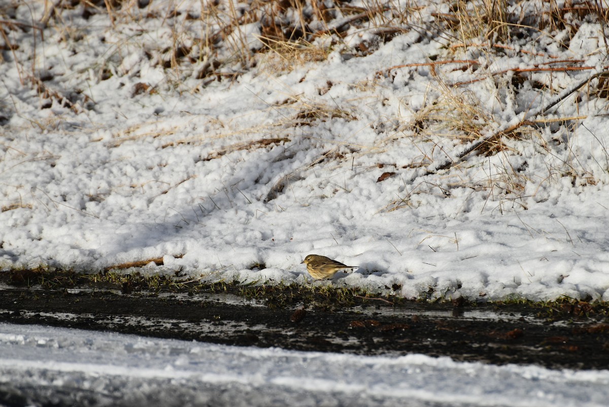 eBird Checklist - 5 Dec 2023 - Kodiak Is.--Buskin River SRS - 1 species