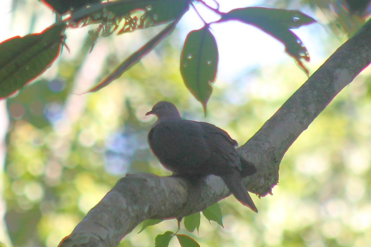 eBird Checklist - 5 Sep 2017 - Tiputini Biodiversity Station (área ...