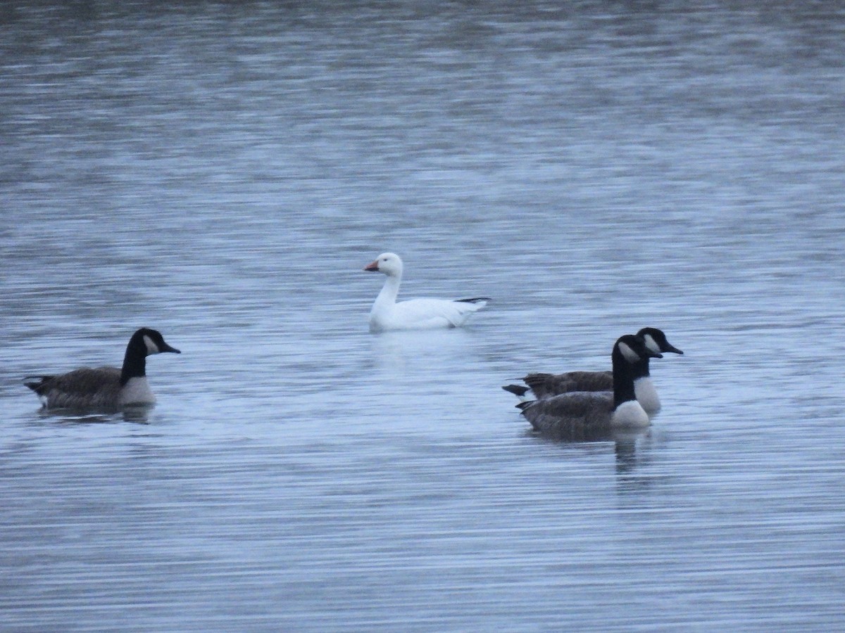 eBird Checklist - 5 Dec 2023 - Camp Ernst Lake Park - 9 species (+2 ...