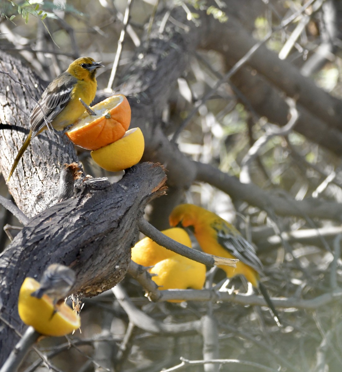 eBird Checklist - 3 Dec 2023 - Riparian Preserve at Gilbert Water Ranch ...