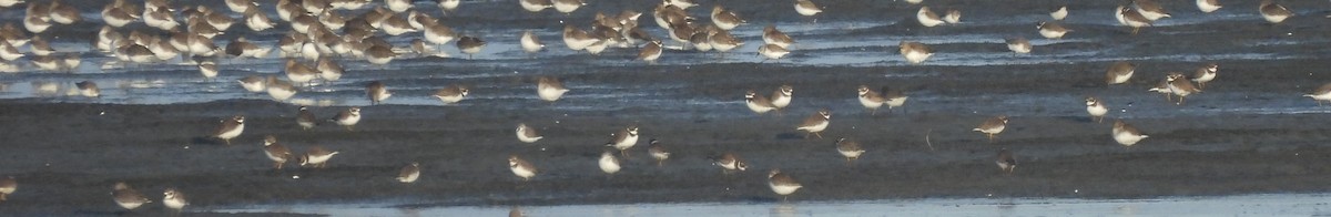 eBird Checklist - 5 Dec 2023 - Palo Alto Baylands - 41 species